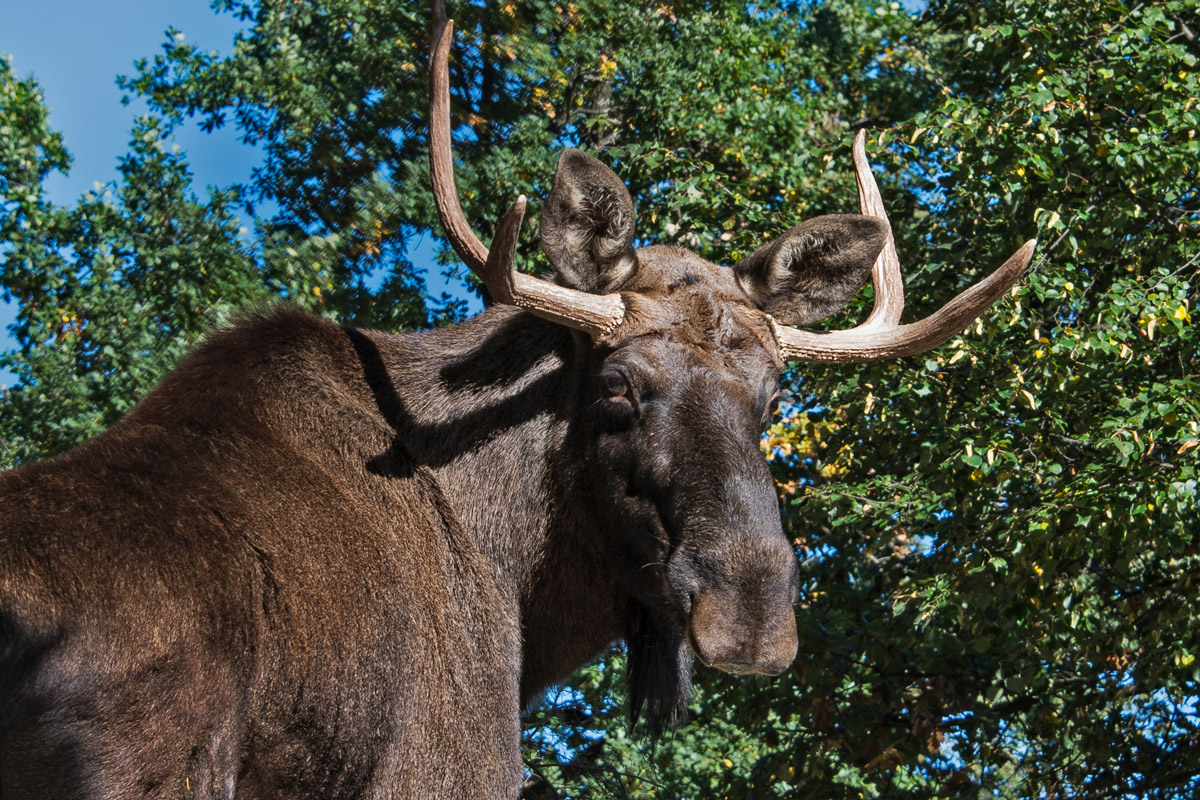 Alpenzoo Elch – Einzelgänger, Schwimmer & Laubgreifer