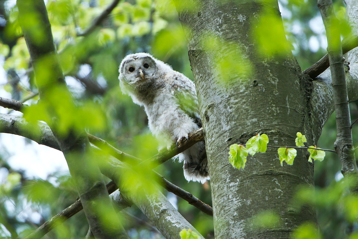Alpenzoo Steinadler – Majestätischer König der Alpenluft