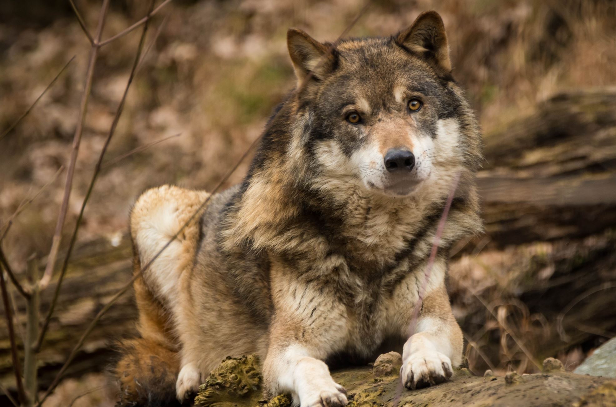Alpenzoo Elch – Einzelgänger, Schwimmer & Laubgreifer