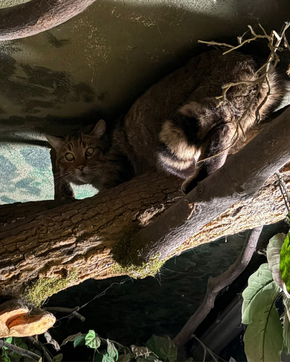 Alpenzoo Innsbruck – 2.000 Tiere der Alpen erleben | Tirol